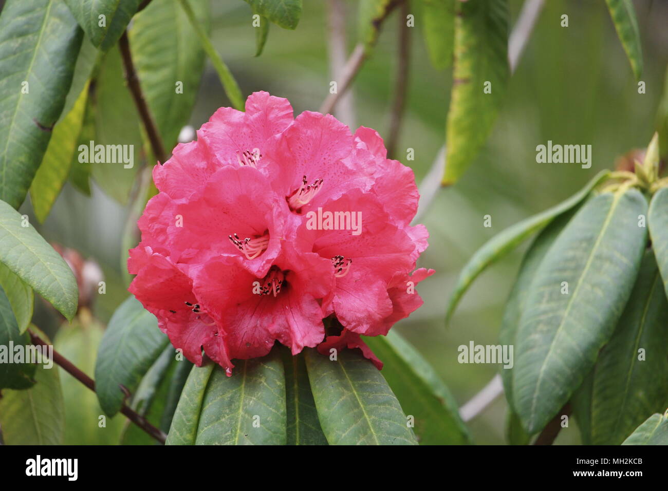 A beautiful Camelia flower on a green leaved shrub Stock Photo - Alamy