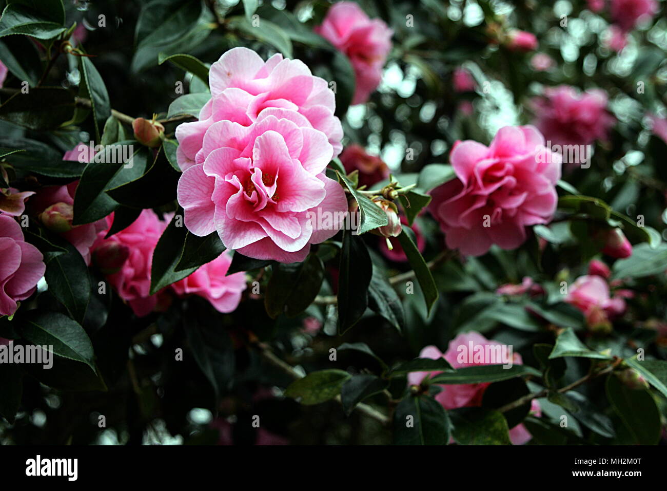 A beautiful Camelia flower on a rich dark green-leaved plant Stock ...