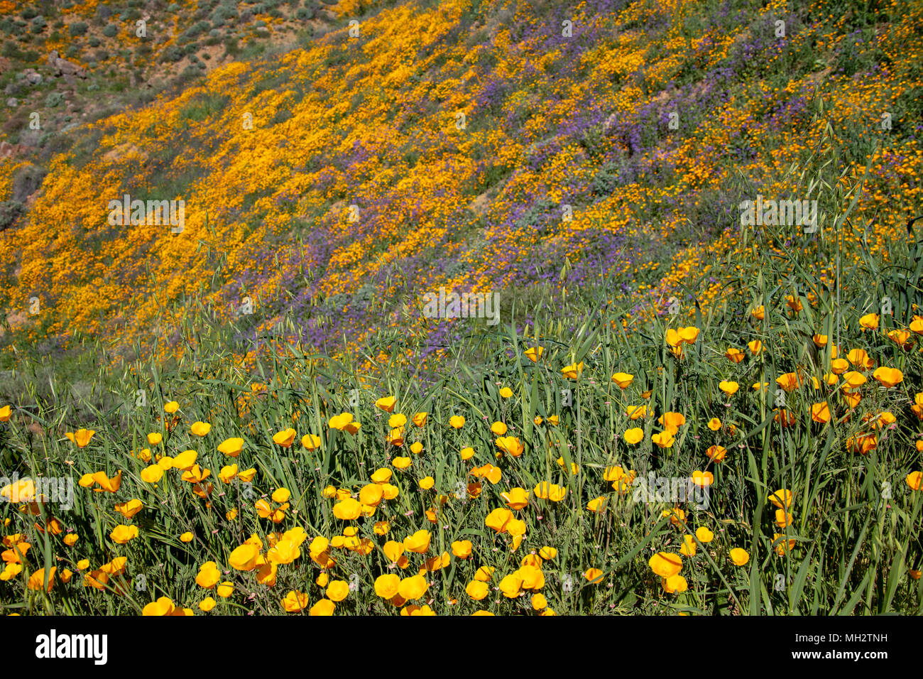 Bloom and wild flowers hi-res stock photography and images - Alamy