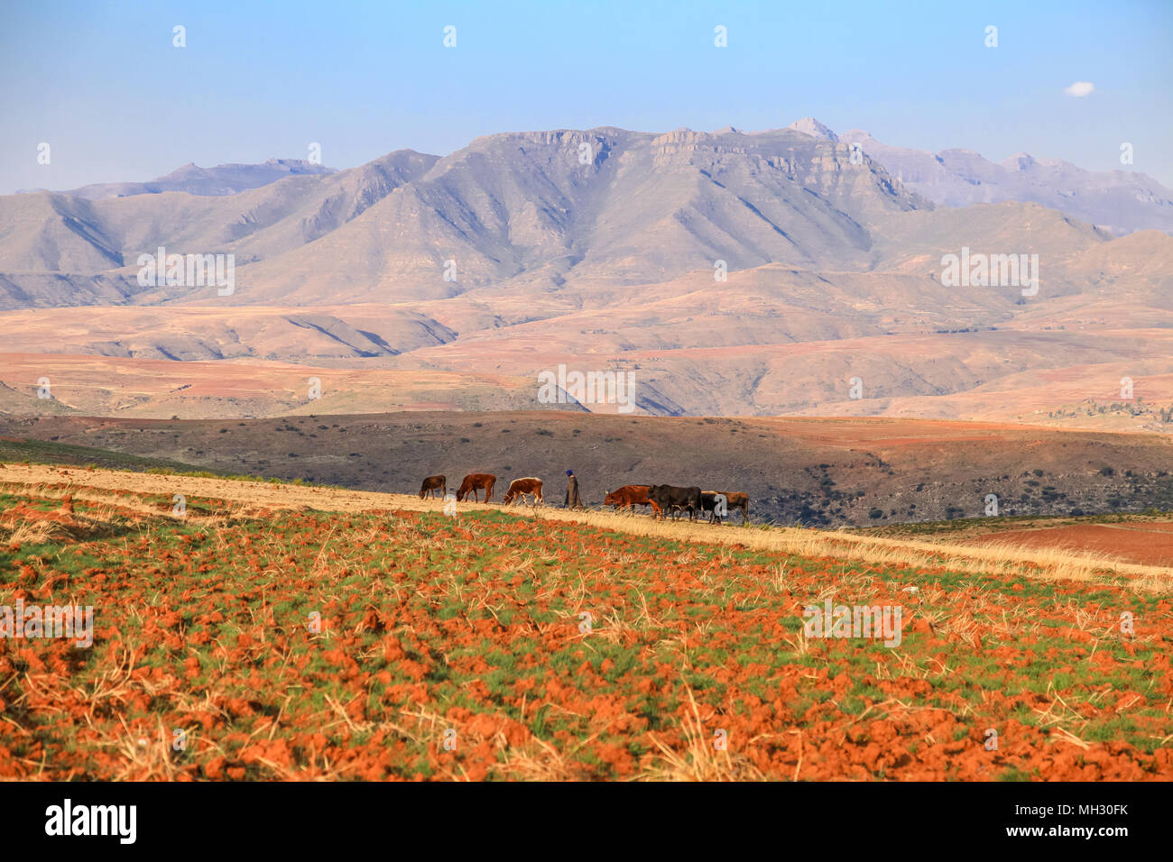 Dramatic beautiful mountain landscape with terrassed fields during ...