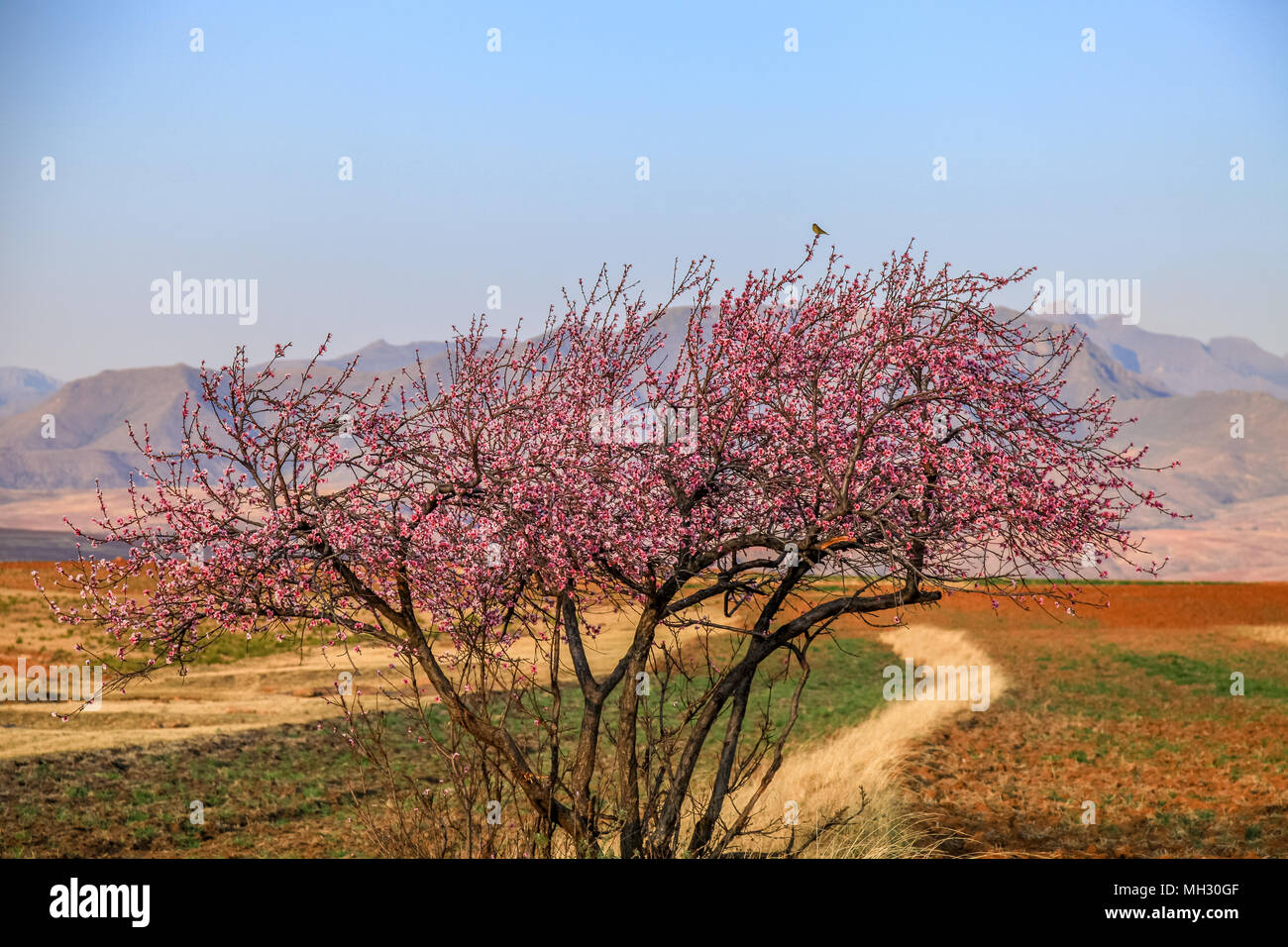 Cherry Blossom in Lesotho, South Africa Stock Photo - Alamy