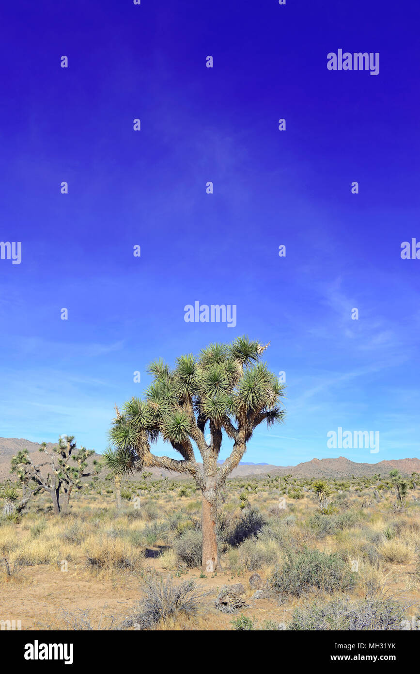 Joshua Trees in desert environment, Joshua Tree National Park, USA ...