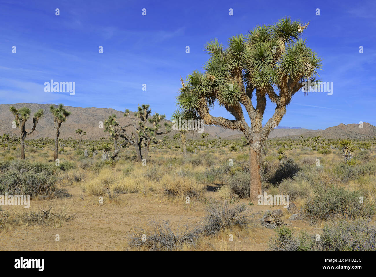 Joshua Trees in desert environment, Joshua Tree National Park, USA ...