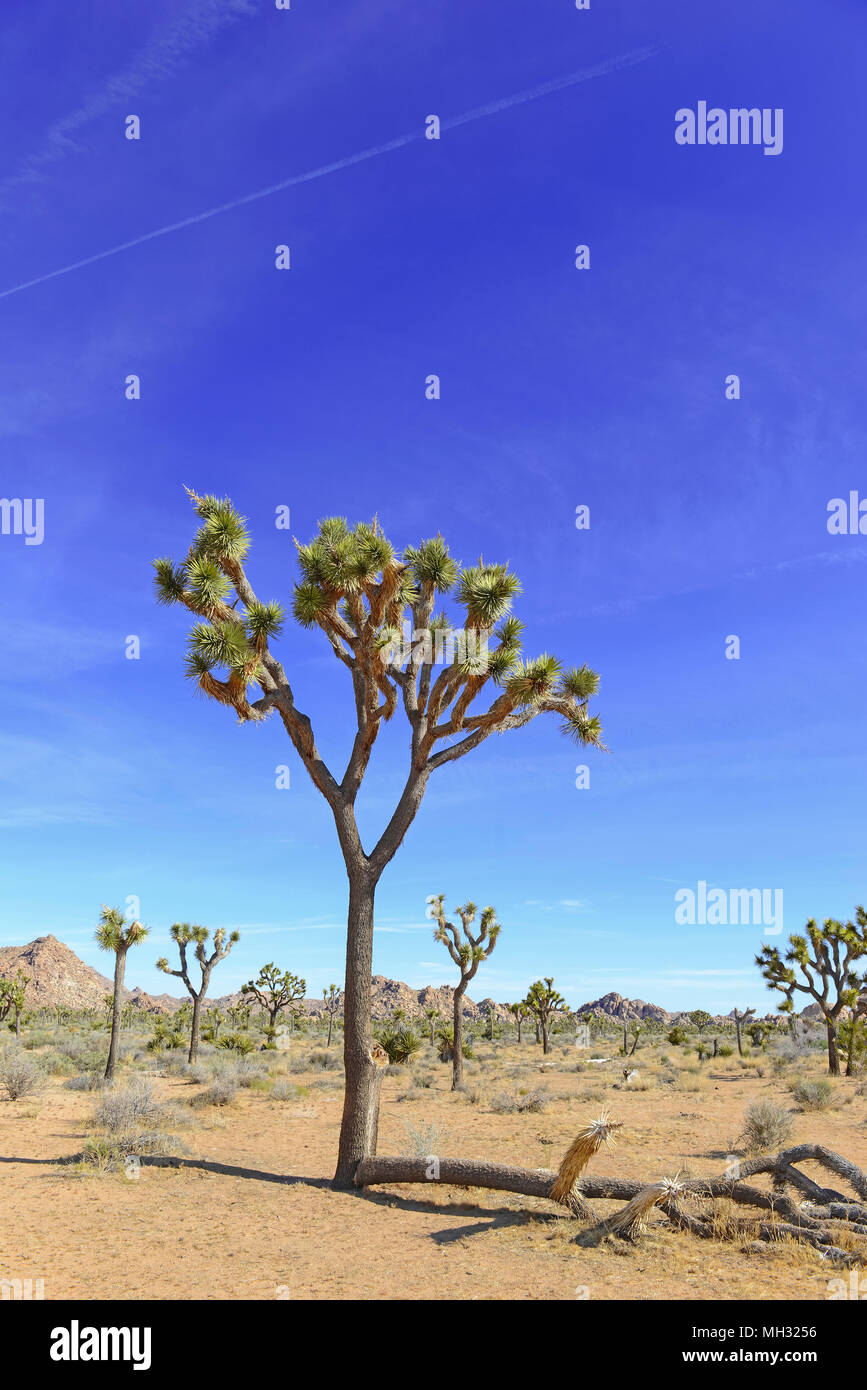 Joshua Trees in desert environment, Joshua Tree National Park, USA ...