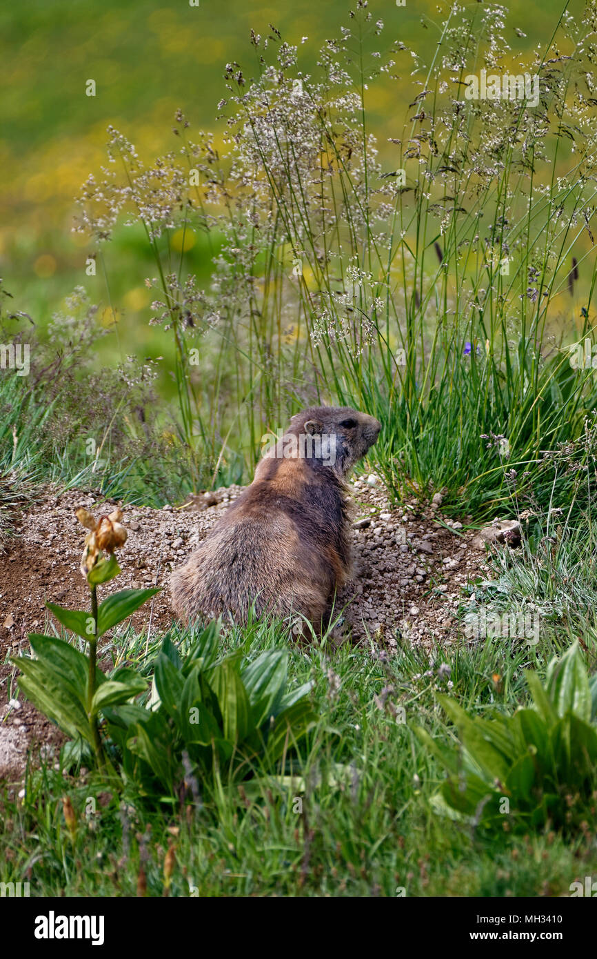 Marmot - Austria. Murmeltier - Österreich Stock Photo - Alamy