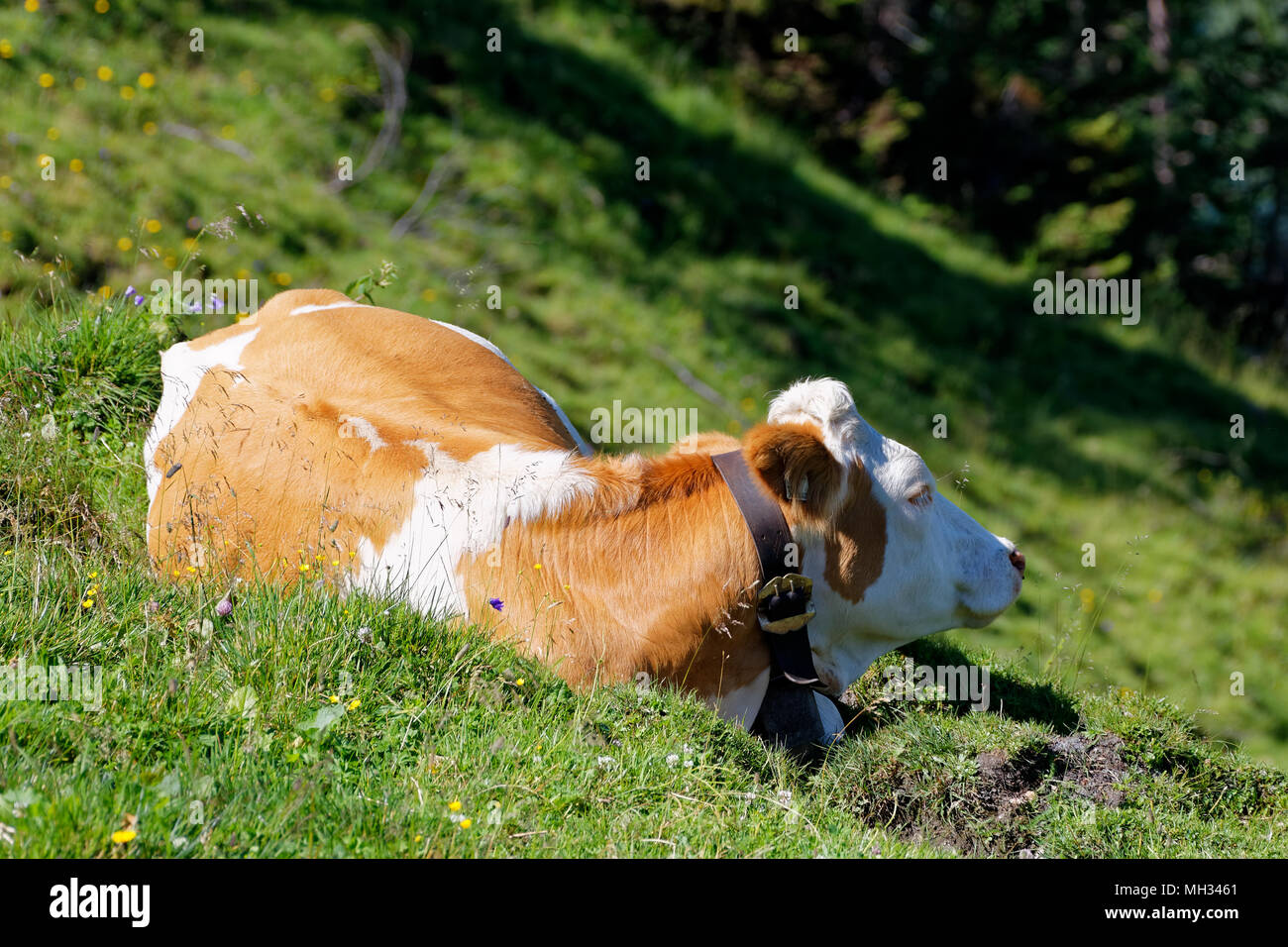 Cow in the pasture - Austria. Kuh auf der Weide - Österreich Stock ...