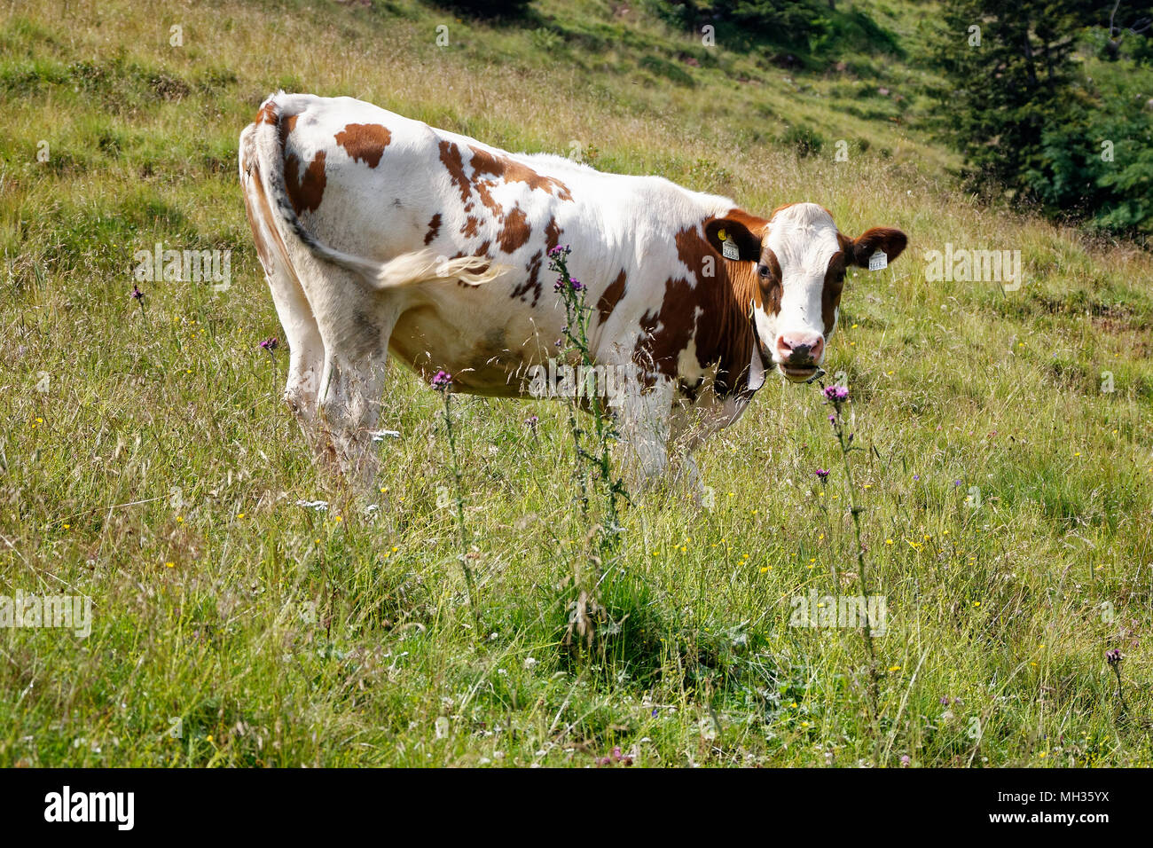 Natur cow hi-res stock photography and images - Alamy