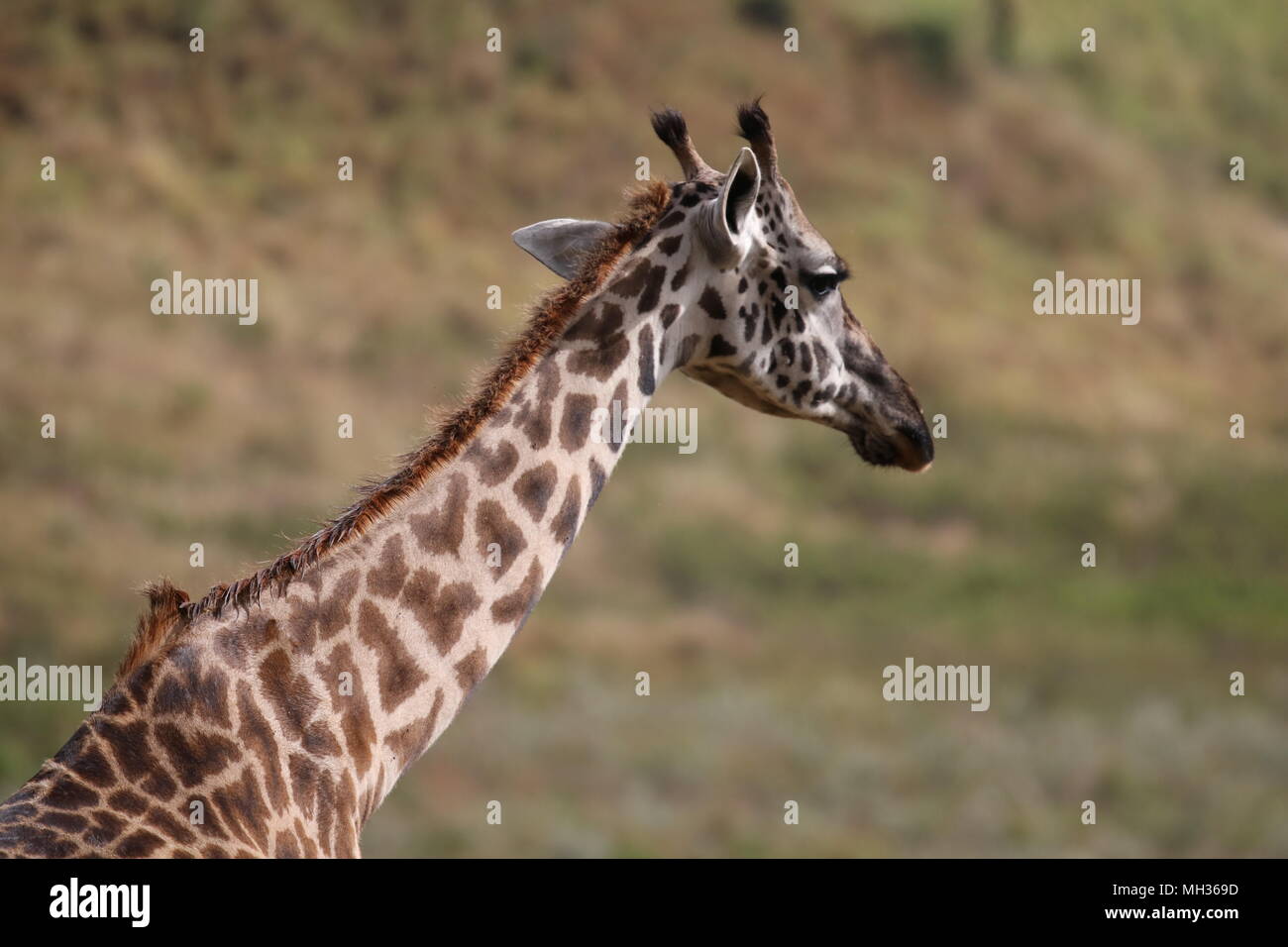 Wild animals neck hi-res stock photography and images - Alamy
