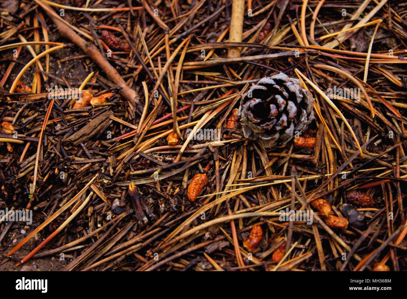Beginning of life Stock Photo - Alamy