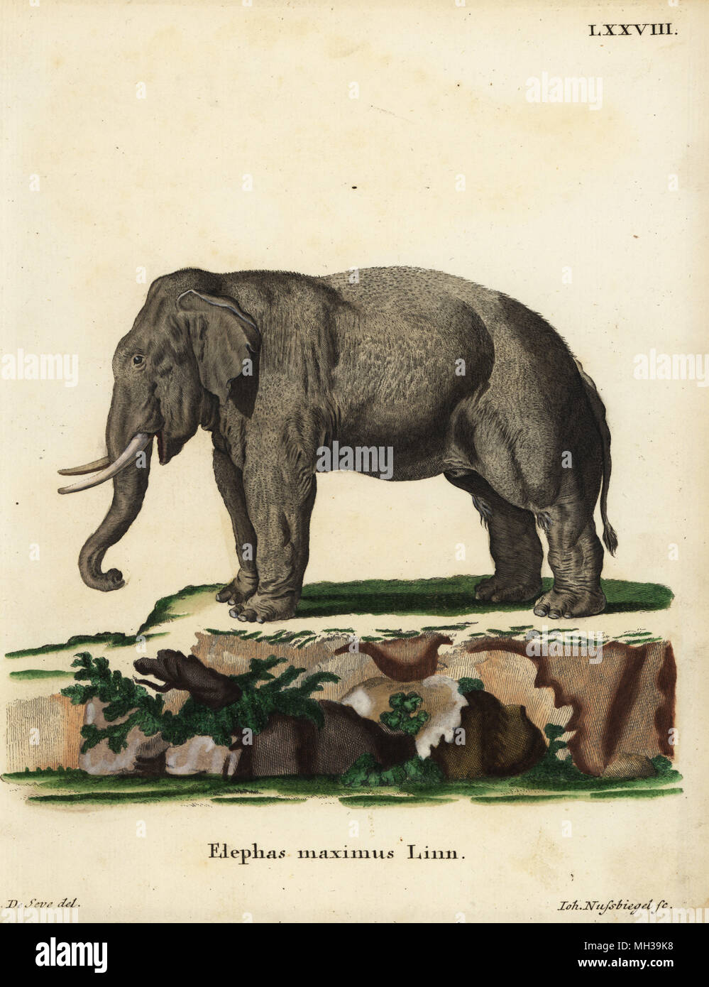 Elephant illustrations hi-res stock photography and images - Alamy