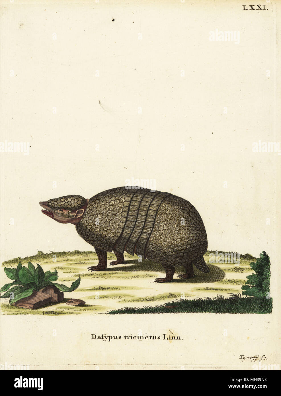 Brazilian three banded armadillo hi-res stock photography and images ...
