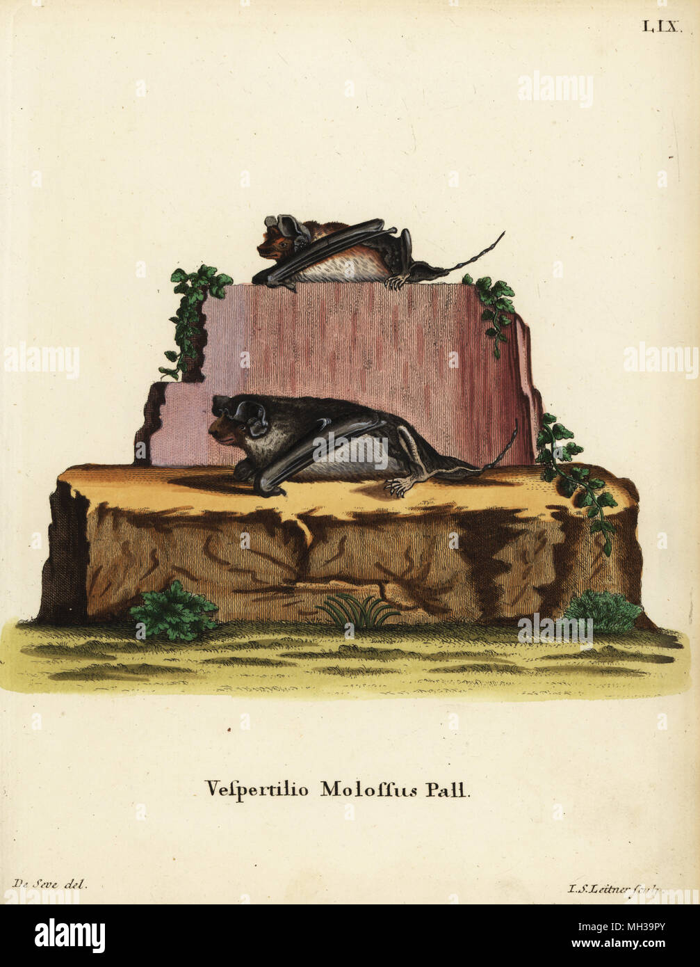 Pallas mastiff bat hi-res stock photography and images - Alamy