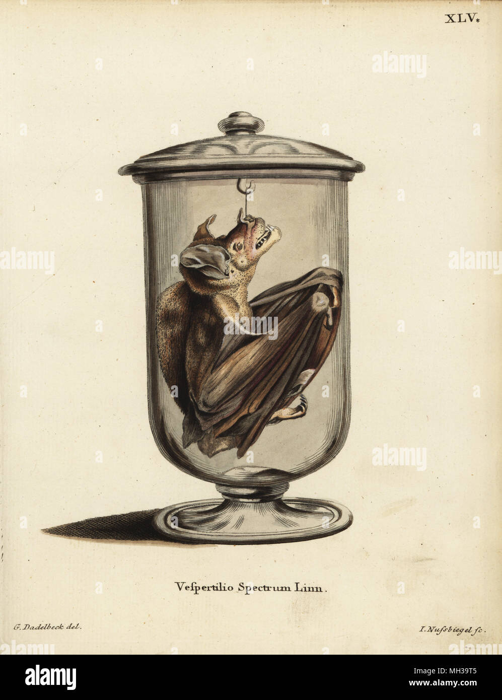 Spectral bat vampyrum spectrum hi-res stock photography and images - Alamy