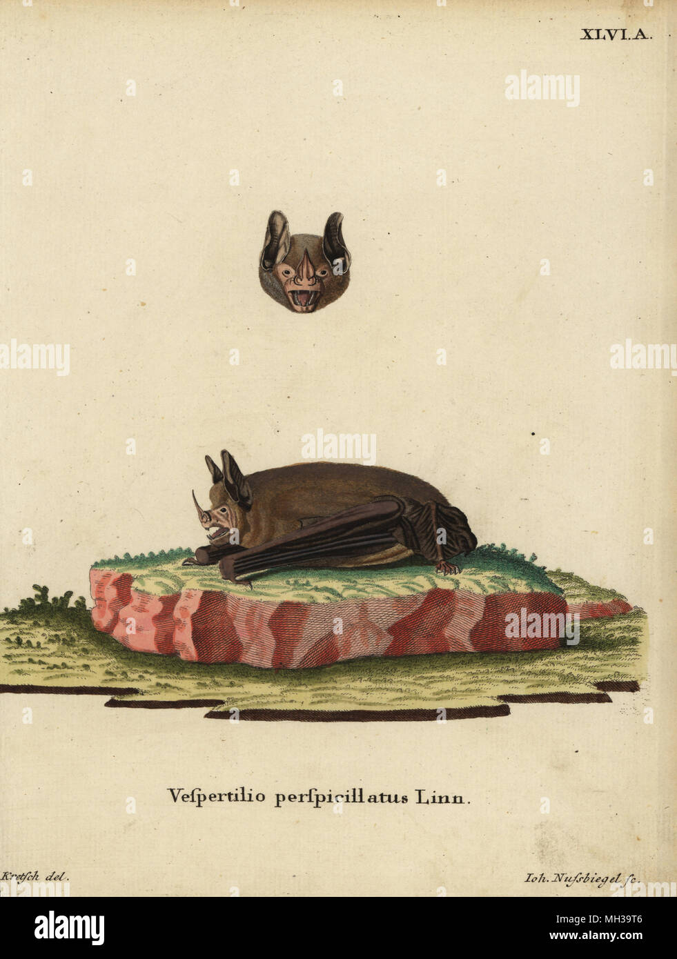 Seba's short-tailed bat, Carollia perspicillata. Vespertilio ...