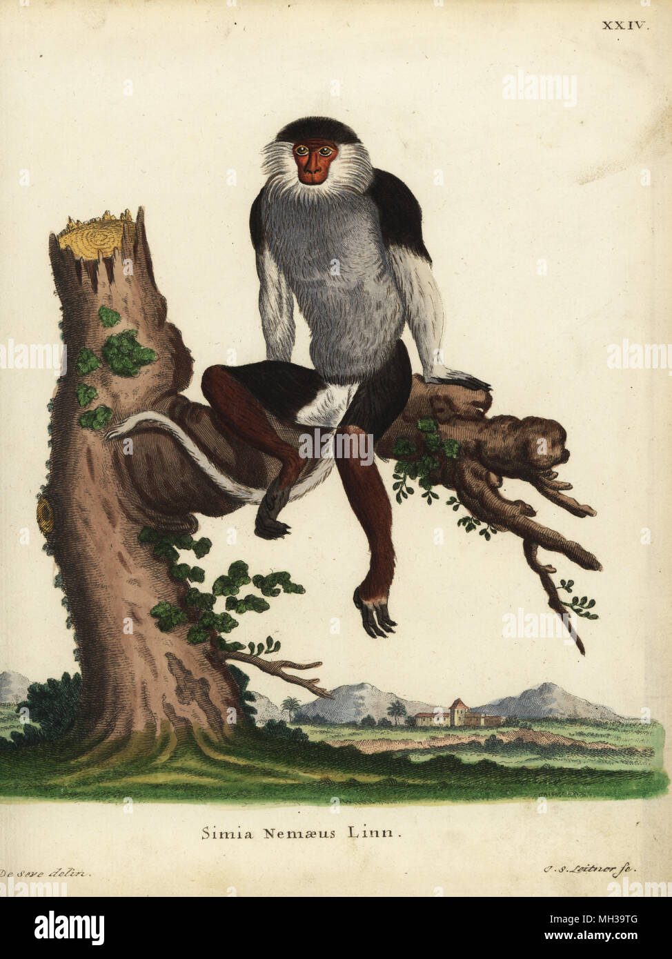 Red-shanked douc, Pygathrix nemaeus. Endangered. Simia nemaeus Linn ...