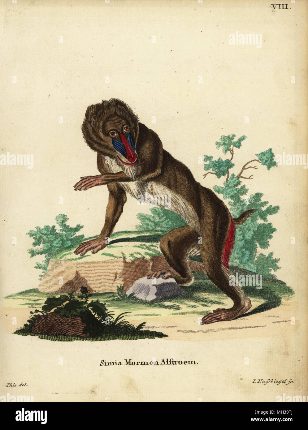 Mandrill, Mandrillus sphinx. Vulnerable. Simia mormon Alstroem ...