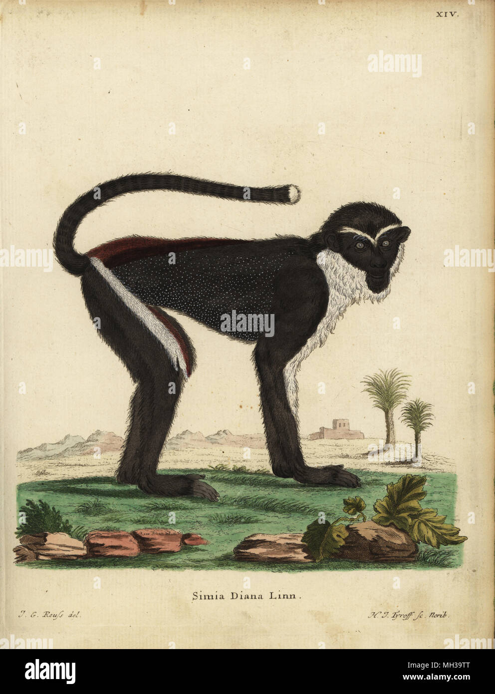 Cercopithecus Diana High Resolution Stock Photography and Images - Alamy