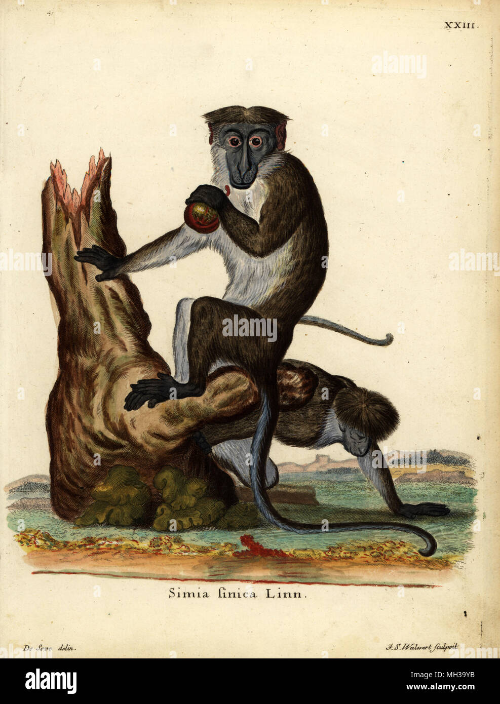 Toque macaque, Macaca sinica. Endangered. Simia sinica Linn ...