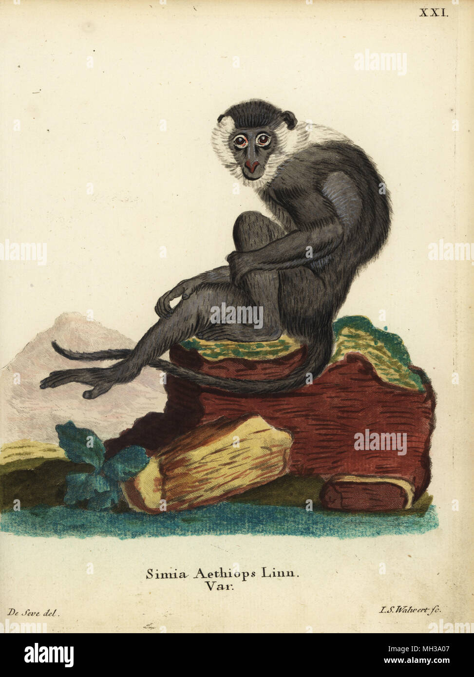 Simia aethiops linn var hi-res stock photography and images - Alamy