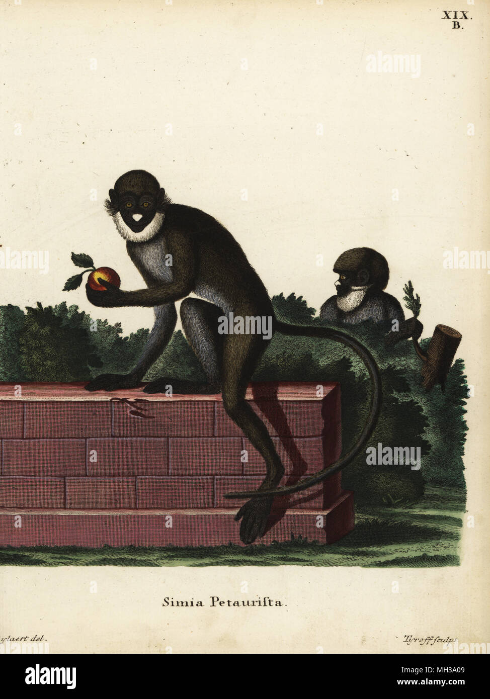 Cercopithecus petaurista illustrations hi-res stock photography and ...