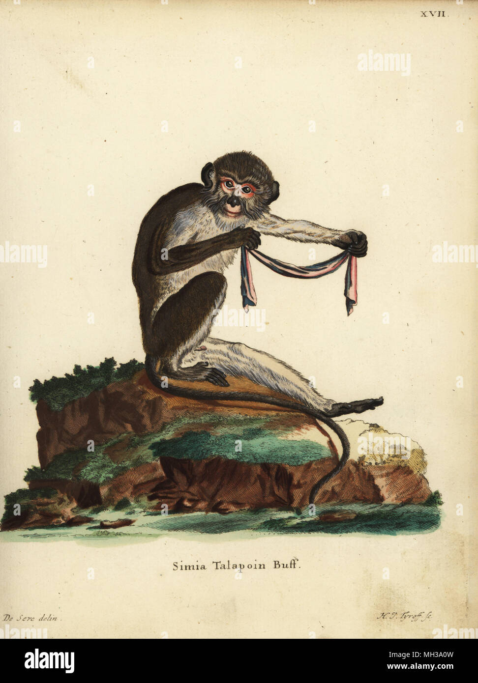 Southern talapoin monkey, Miopithecus talapoin. Simia talapoin Buff ...
