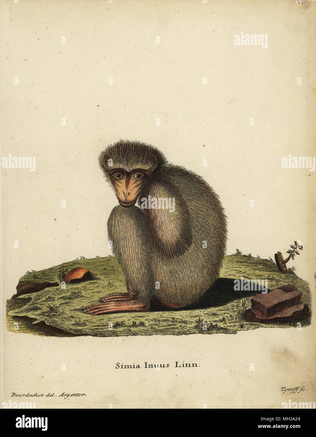 Zoological illustrations hi-res stock photography and images - Alamy