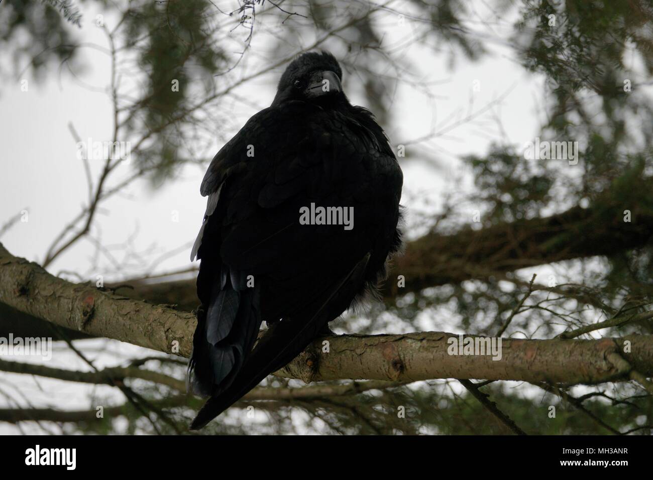 Crow park bench hi-res stock photography and images - Alamy