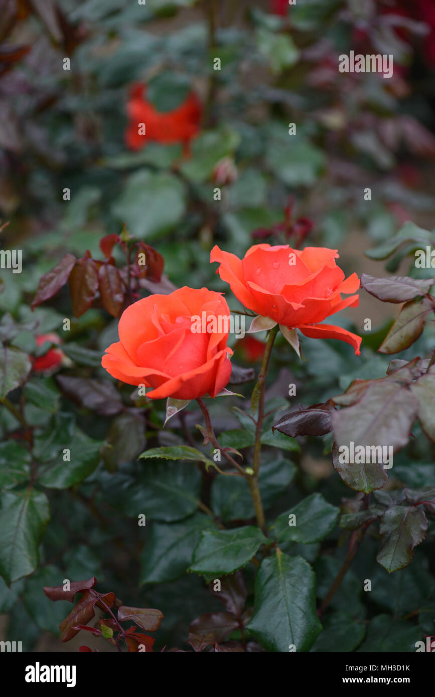 Rose scarlet tower hi-res stock photography and images - Alamy