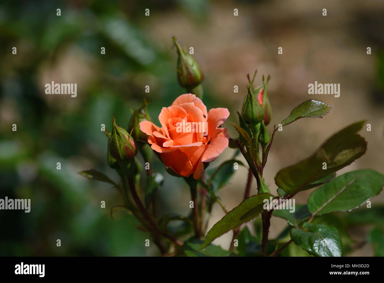 Rose Scent From Heaven Stock Photo - Alamy