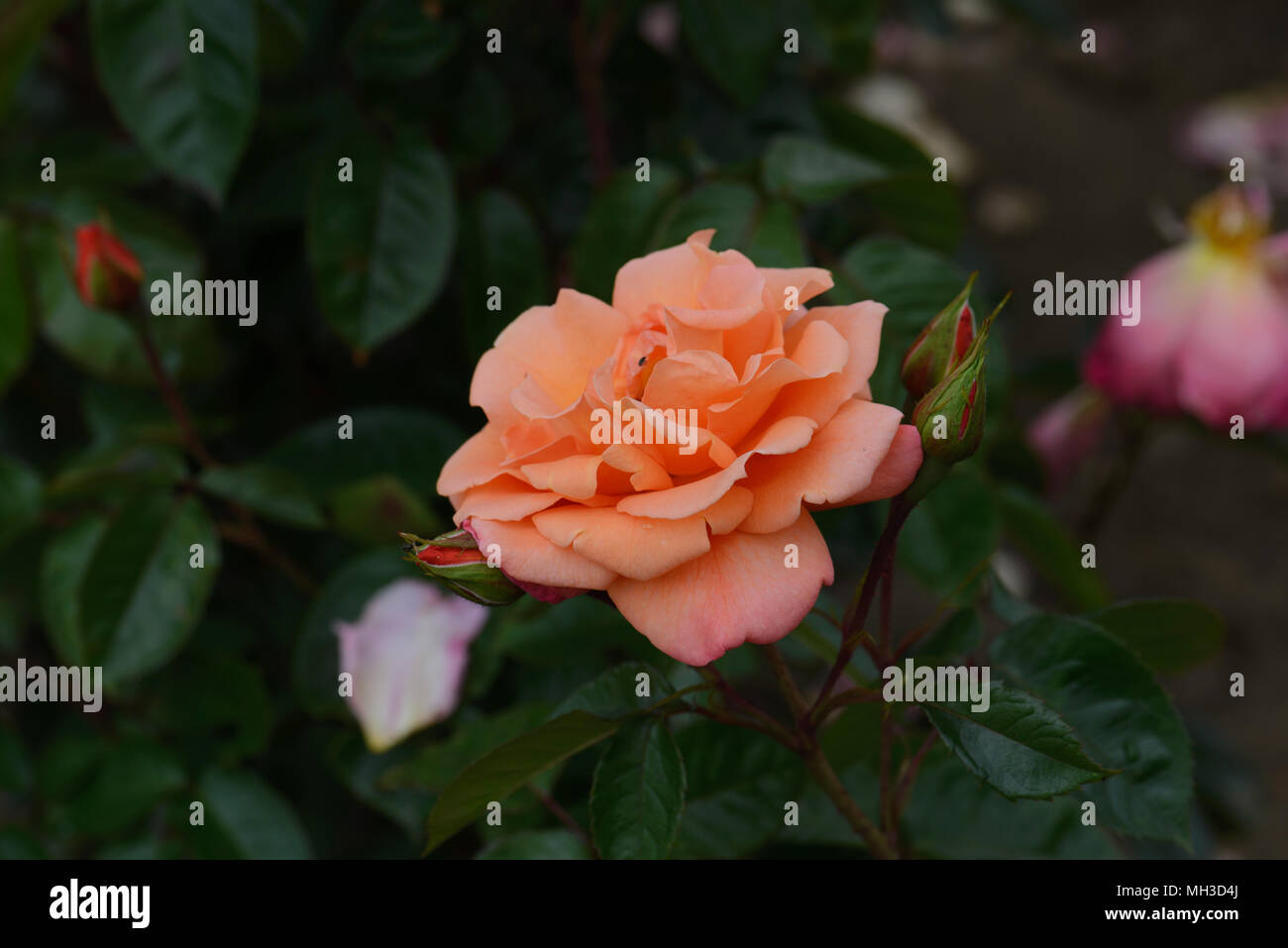 (heaven scent rose) hi-res stock photography and images - Alamy