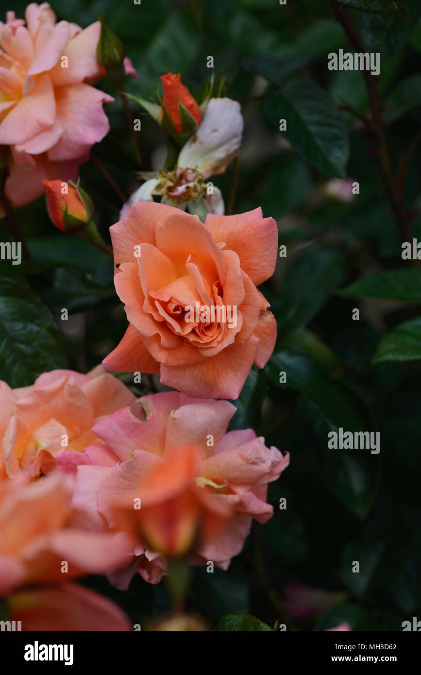 Rose Scent From Heaven Stock Photo - Alamy
