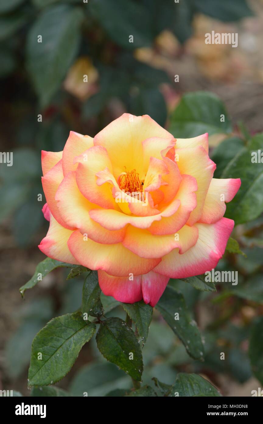 Rose sheilas perfume hi-res stock photography and images - Alamy