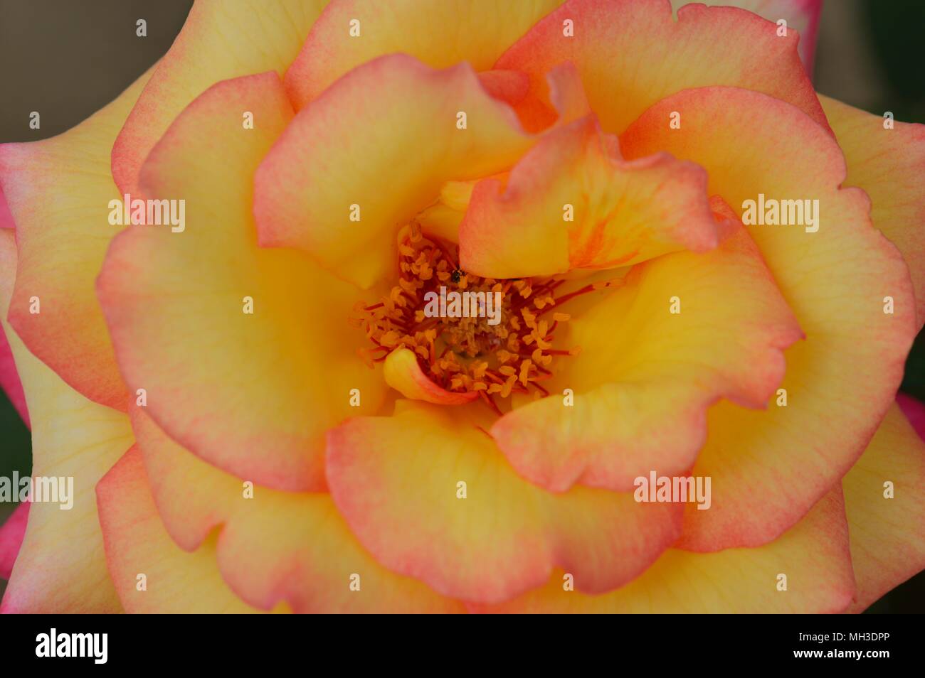 Rose sheilas perfume hi-res stock photography and images - Alamy