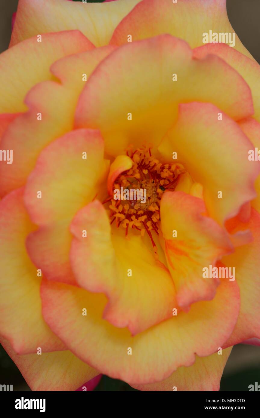 Rose sheilas perfume hi-res stock photography and images - Alamy