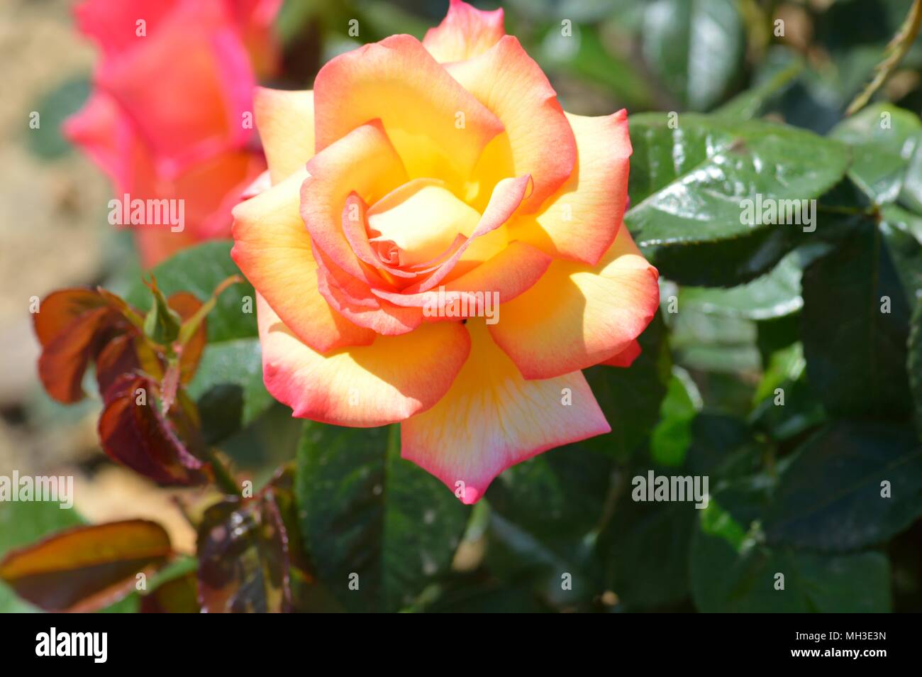 Rose sheilas perfume hi-res stock photography and images - Alamy