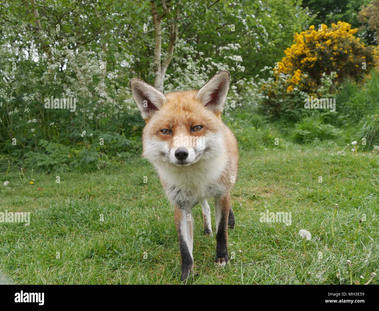 Red fox canine teeth hi-res stock photography and images - Alamy
