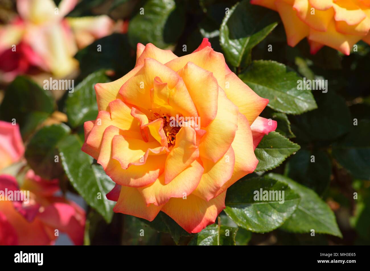 Rose rosa sheilas perfume hi-res stock photography and images - Alamy