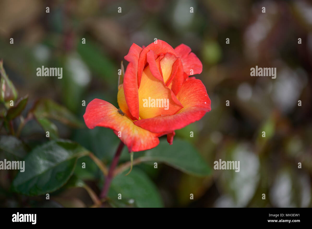 Rose rosa sheilas perfume hi-res stock photography and images - Alamy