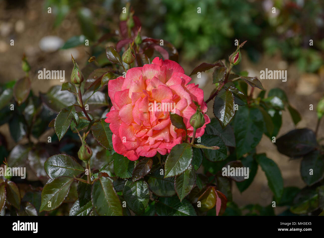 Rose rosa sheilas perfume hi-res stock photography and images - Alamy