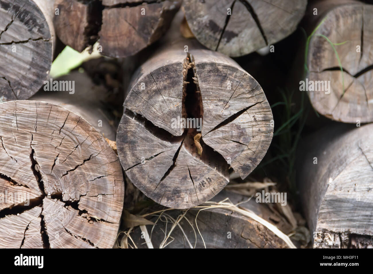 Sequoia trees felled hi-res stock photography and images - Alamy