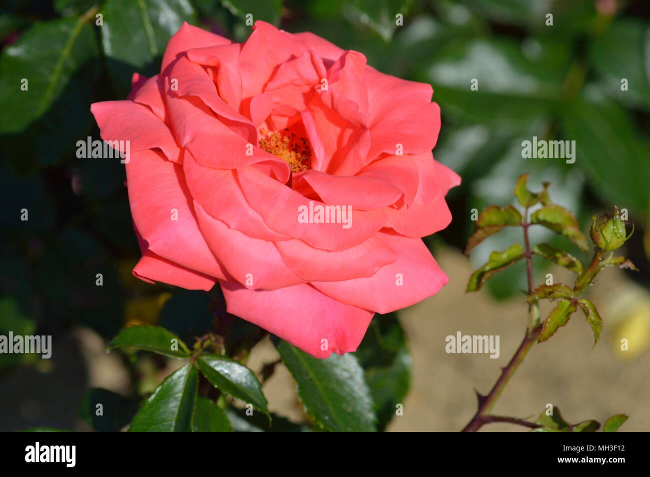 The rose show hi-res stock photography and images - Alamy