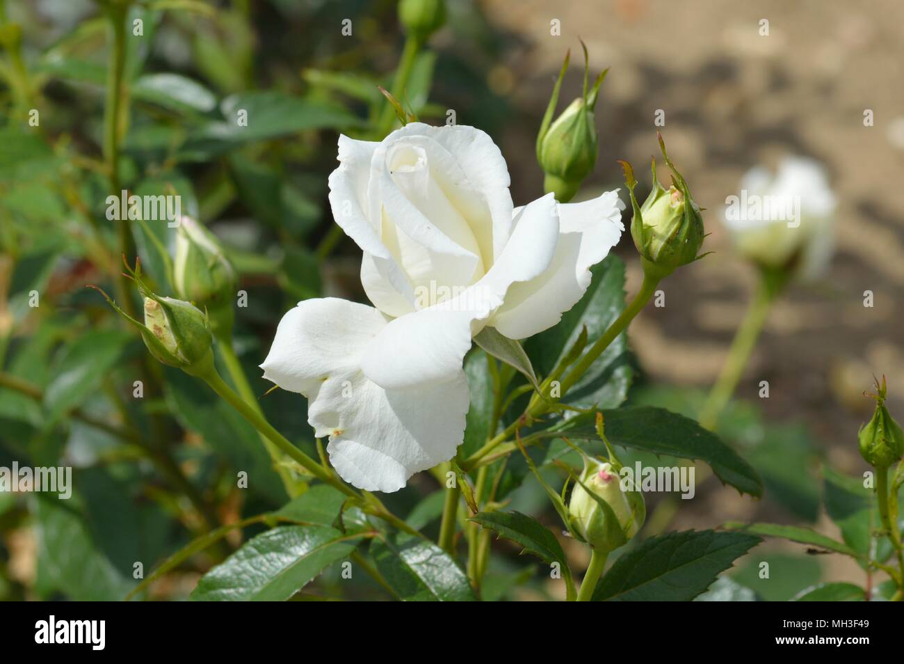 Rose Silver Anniversary Stock Photo - Alamy