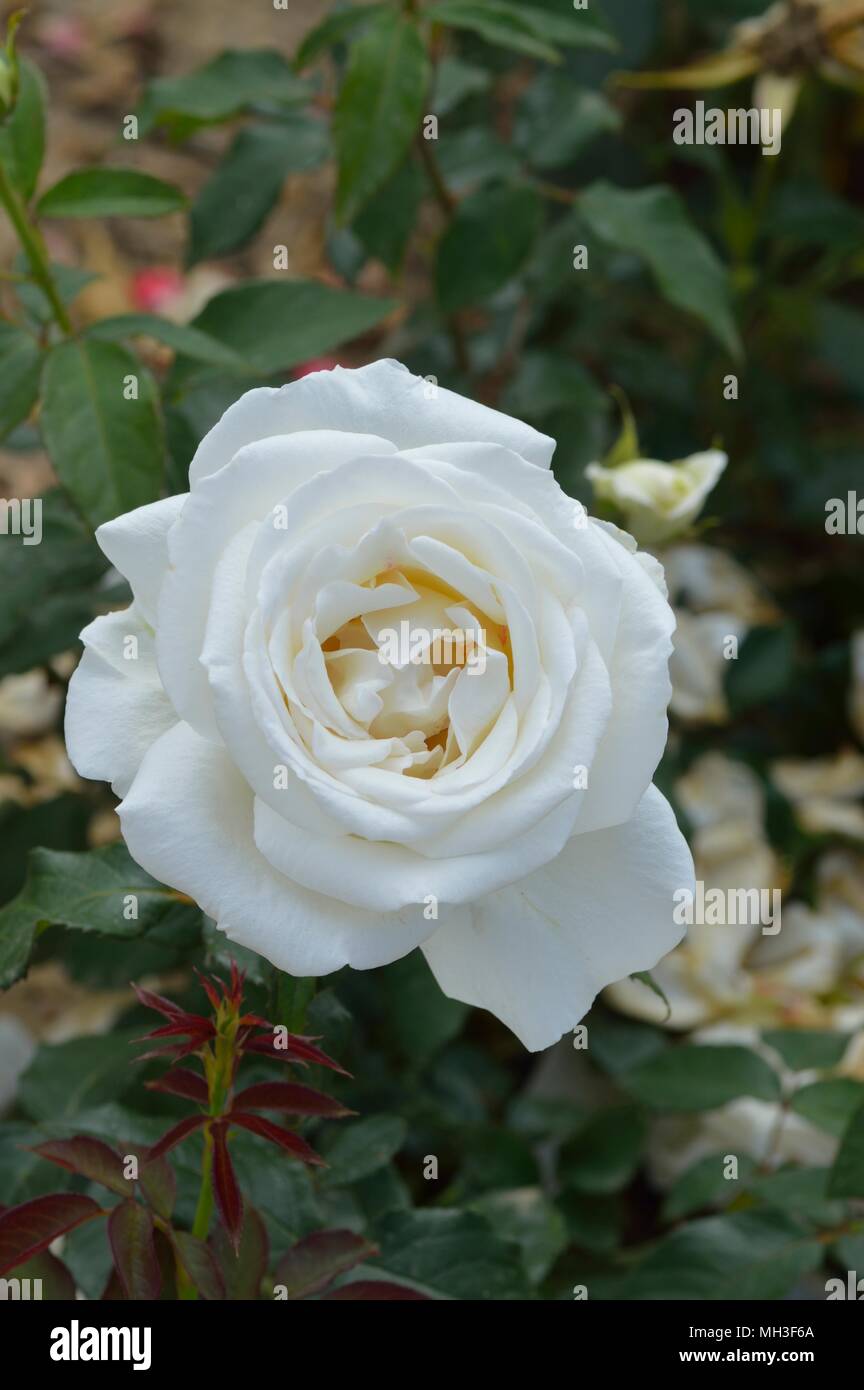 Rose Silver Anniversary Stock Photo - Alamy