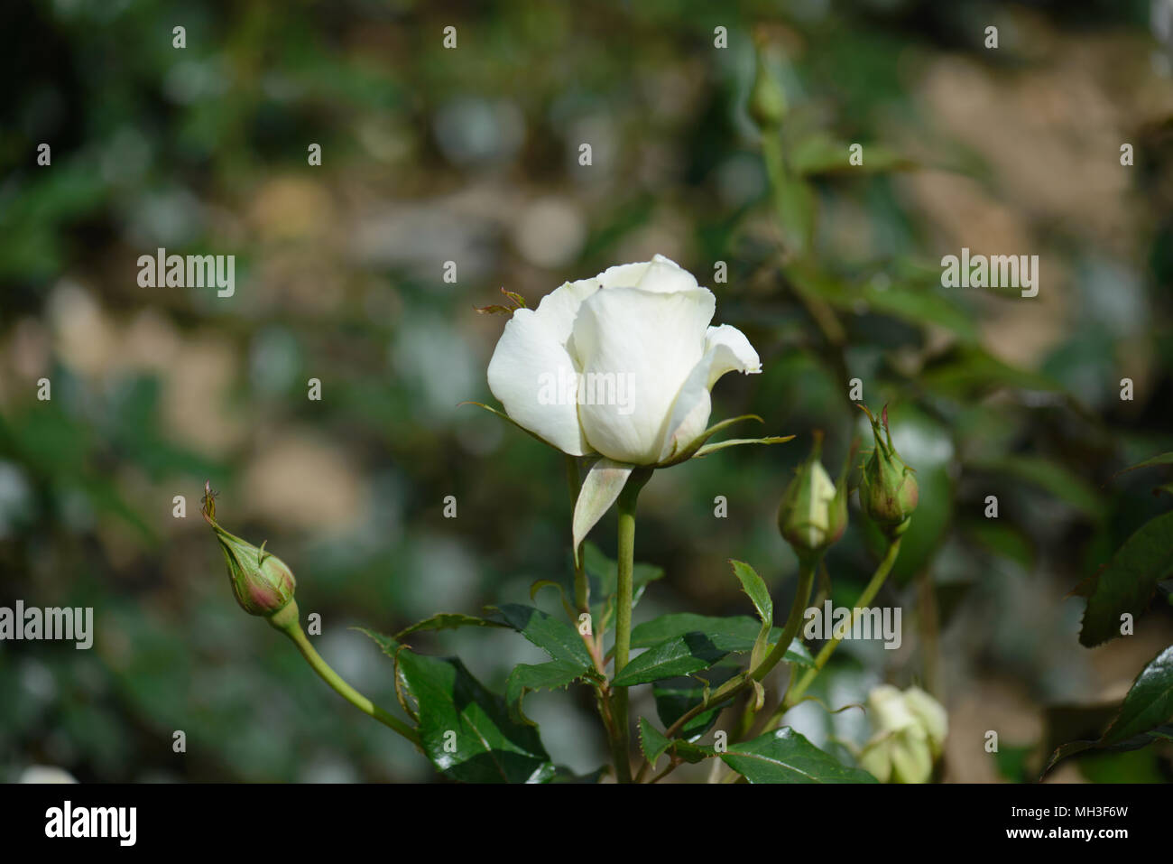 Rose Silver Anniversary Stock Photo - Alamy