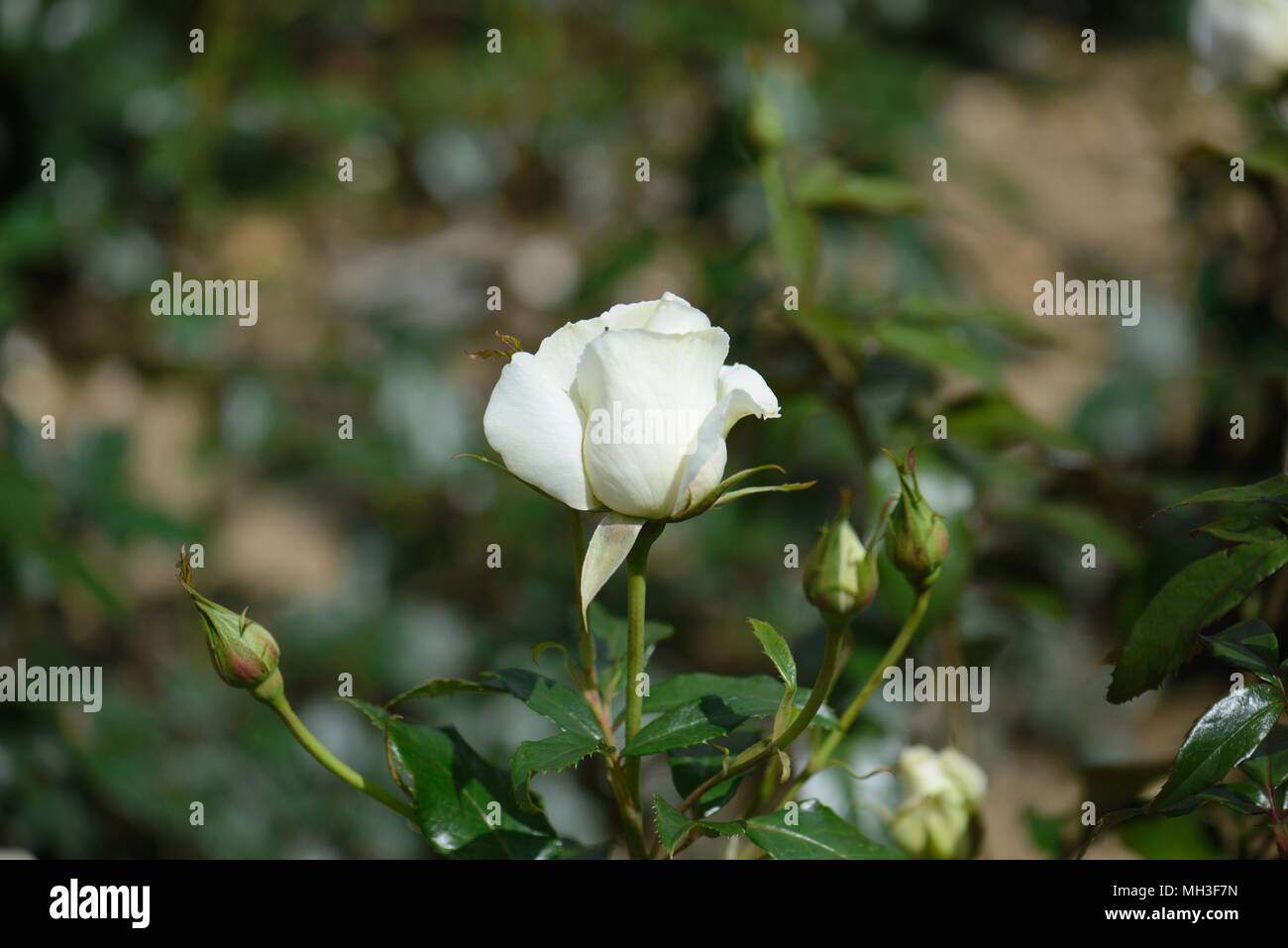 Rosa silver anniversary hi-res stock photography and images - Alamy