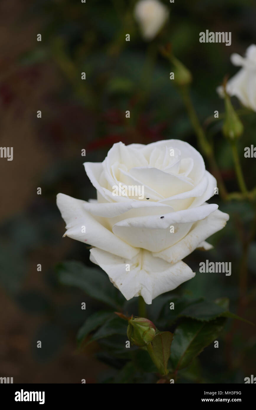 Rosa silver anniversary hi-res stock photography and images - Alamy