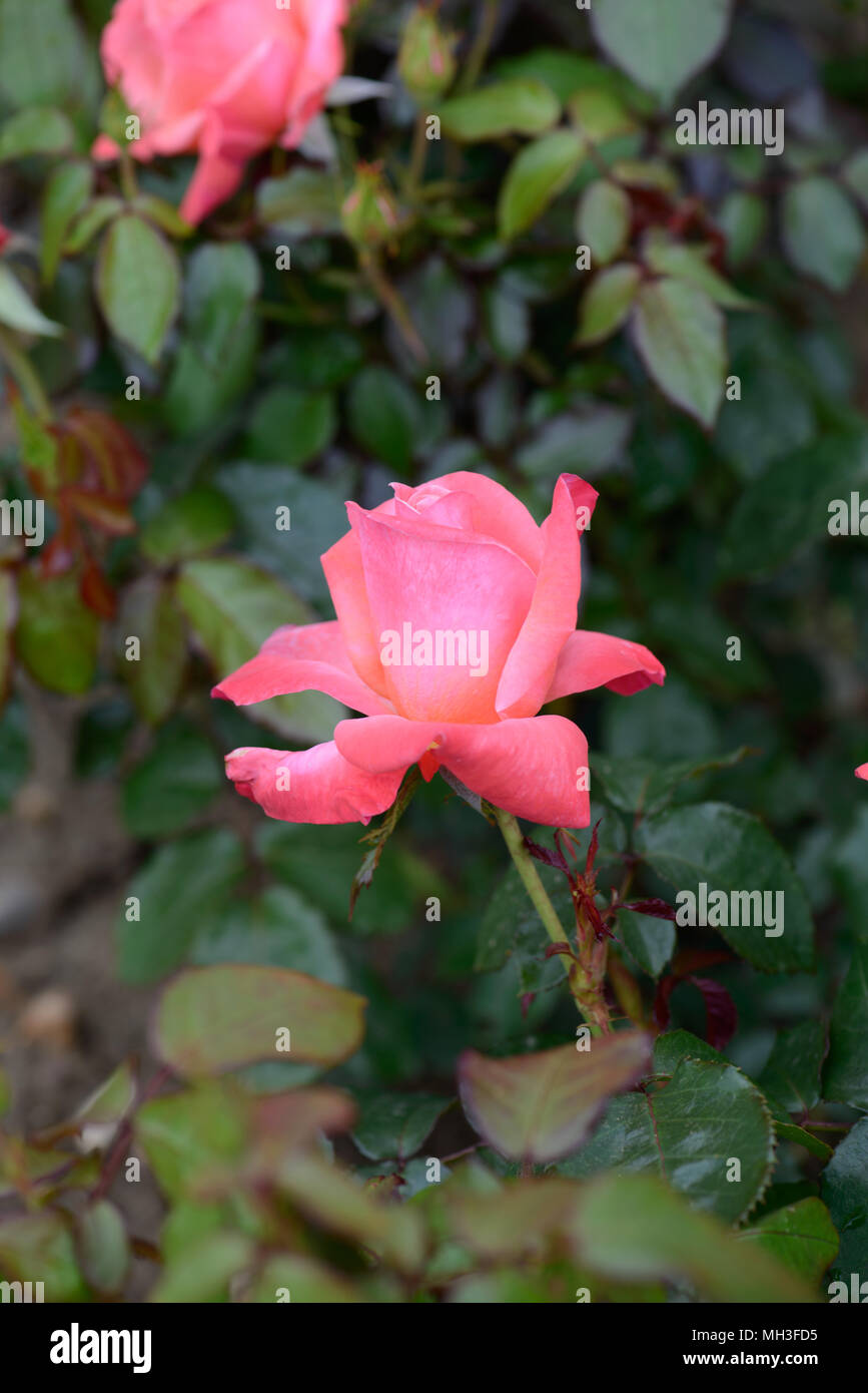 Showtime rose hi-res stock photography and images - Alamy