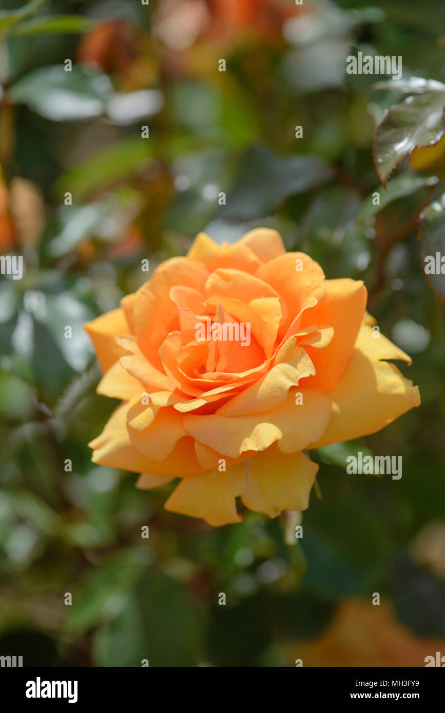 Rose Simply The Best Stock Photo - Alamy