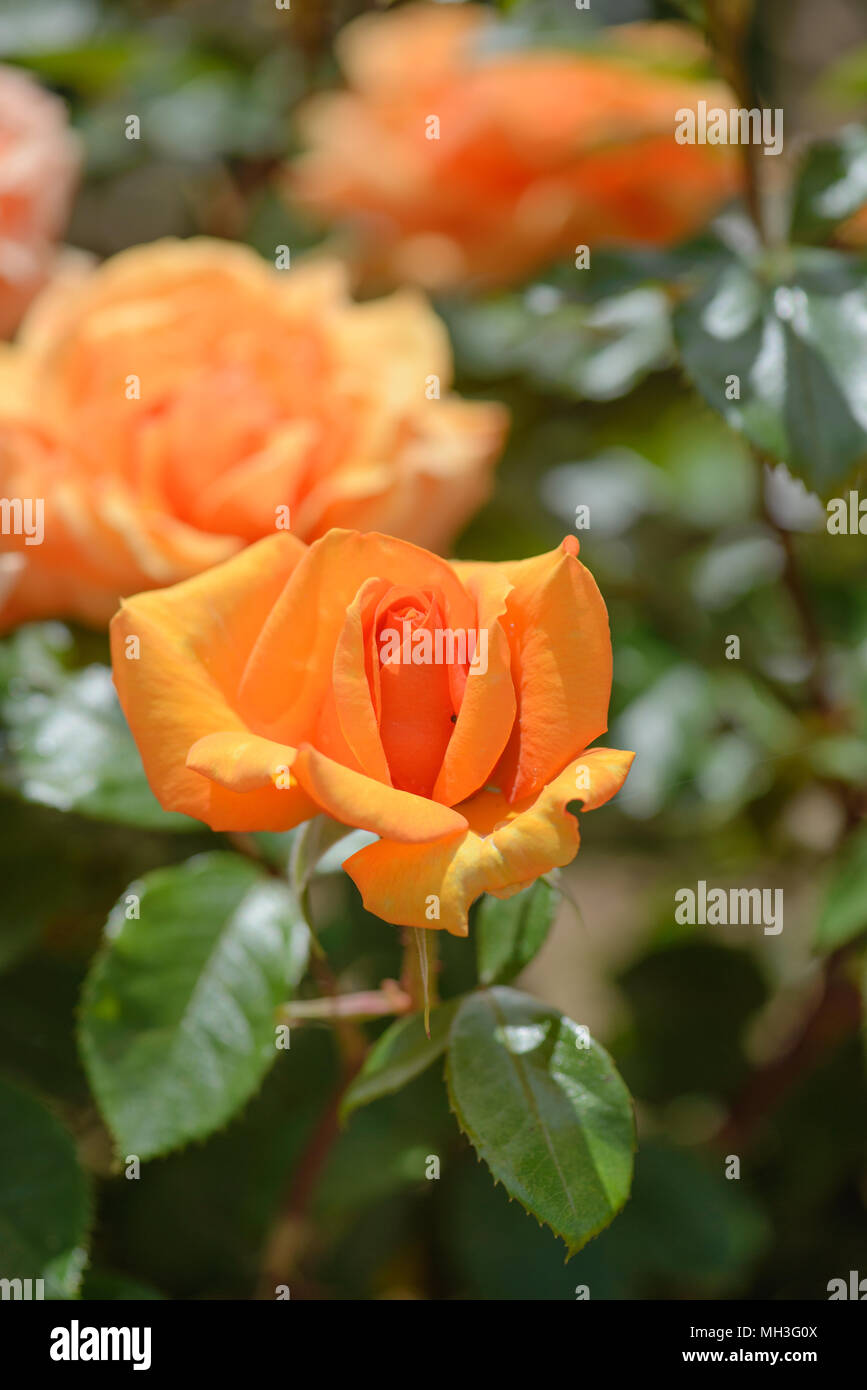 Rose Simply The Best Stock Photo - Alamy