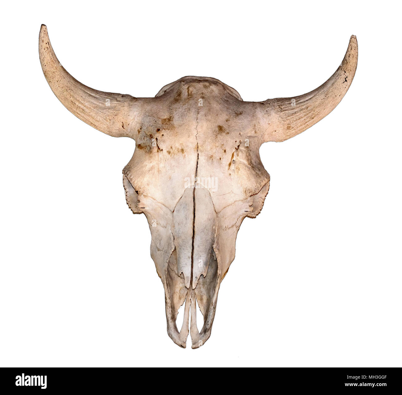 Bull Head Skull Silhouette